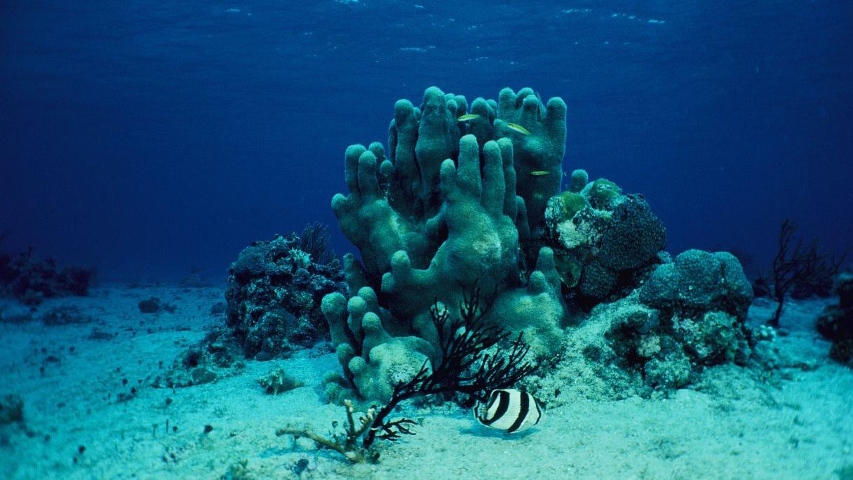 Chinchorro Reef, Costa Maya